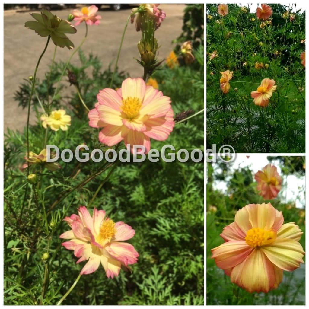 10 pcs Yellow , Peach Color Cosmos Flower's Plant Seeds / Biji Benih ...