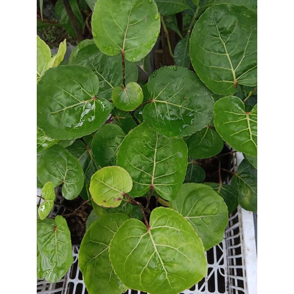 POKOK PUDING MANGKUK / puding semangkuk / Daun Belangkas (anak pokok ...