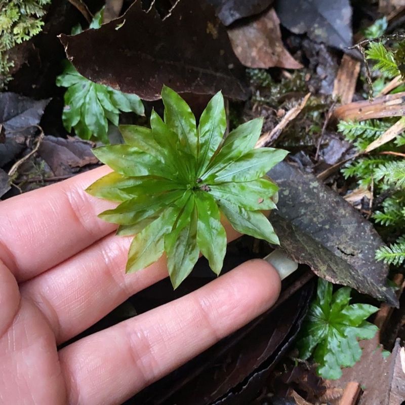 (BUY 2 FREE 1)Umbrella moss, Rhodobryum Giganteum, paludarium moss ...