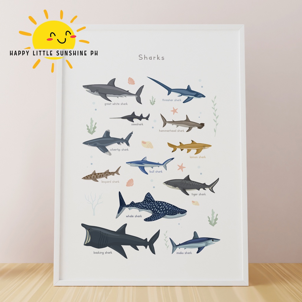 HLSPH | Diff types of Sharks Laminated Educational Wall Chart for Kids ...