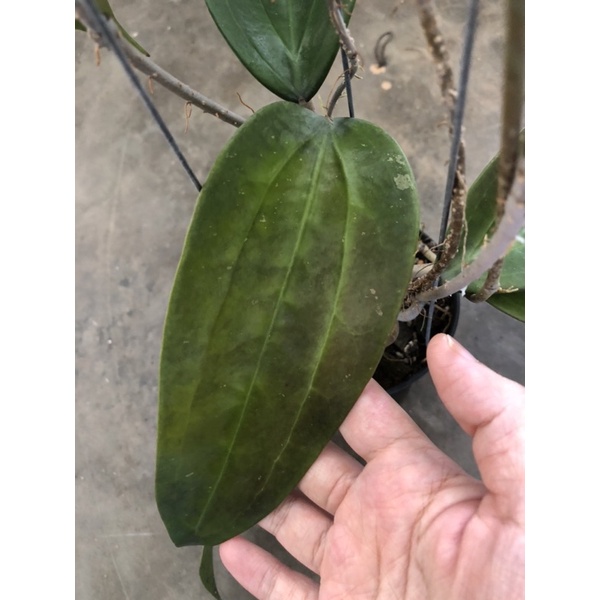Big hoya Rigida plant | Shopee Malaysia
