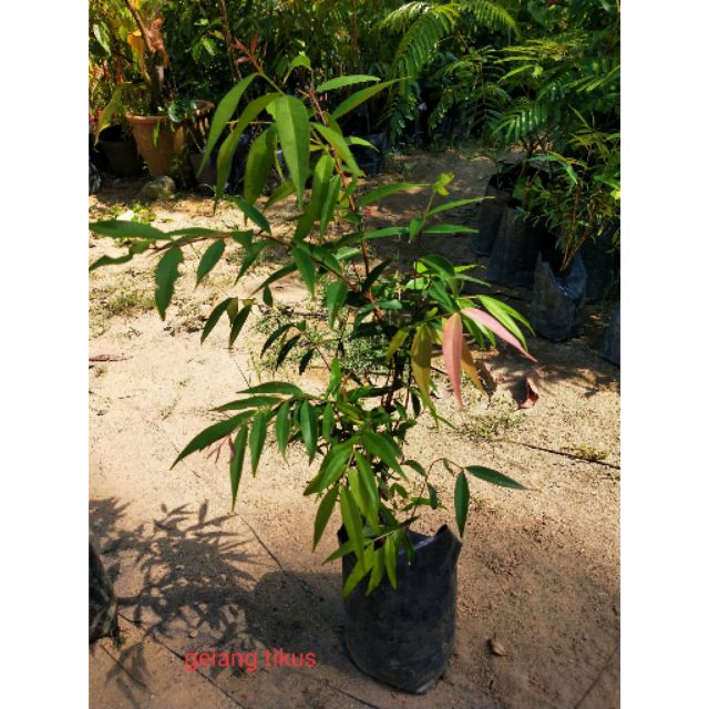 Pokok Ulam gelang tikus | Shopee Malaysia