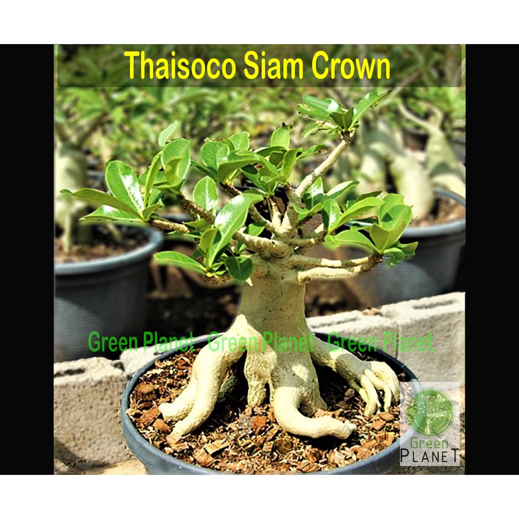 Adenium 富贵花 Thaisoco Siam Crown 5/10 Seeds-Benih-种子. Thailand Origin ...