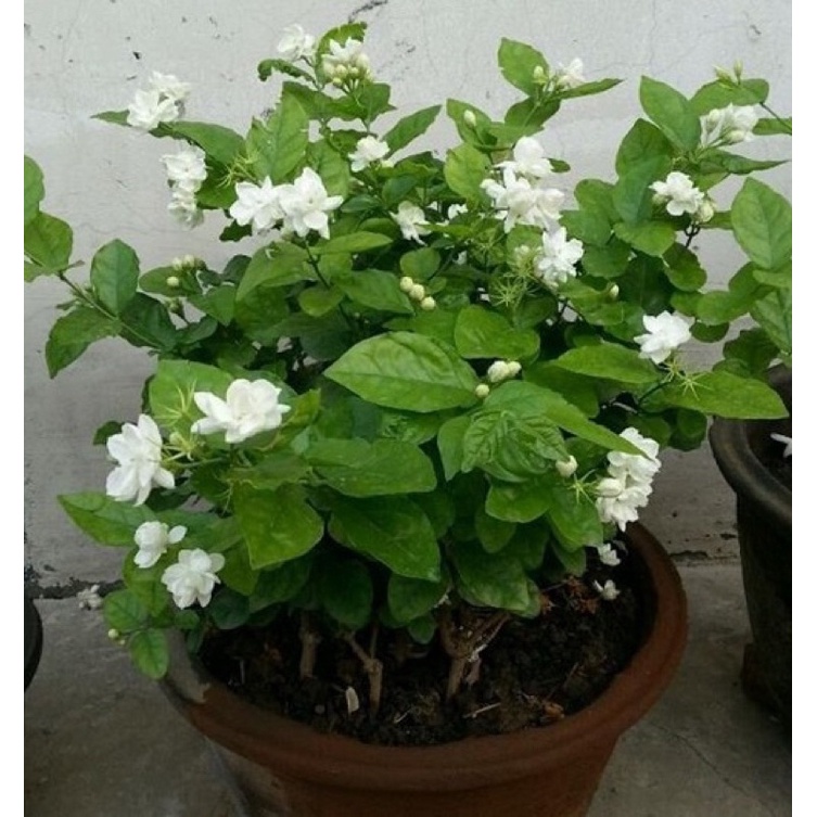 Pelbagai Variasi BUNGA MELUR / Jasmine Bau Harum Melur pokok bunga ...