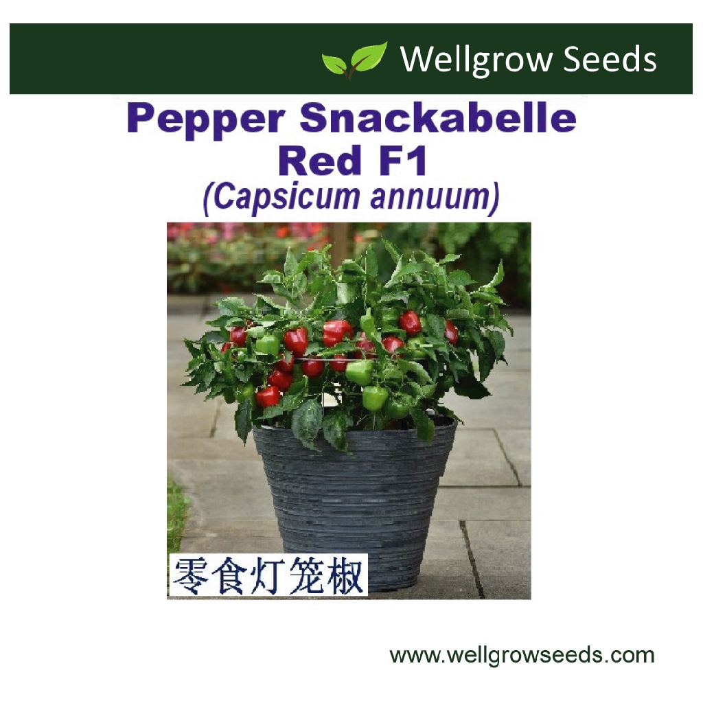 Pepper Snackabelle Red F1 (8sds) 零食灯笼椒 Benih Cili Vegetable Seeds ...