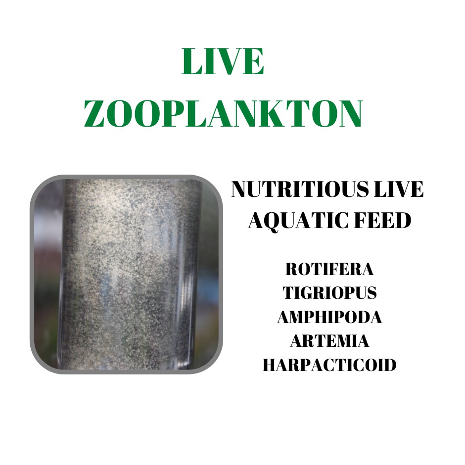 LIVE AQUATIC FEED ZOOPLANKTONS COPEPOD ROTIFER TIGERPOD | Shopee Malaysia