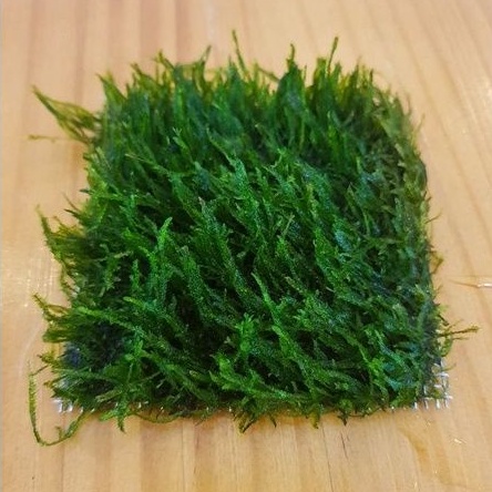 [PALING MURAH] weeping flame java Moss weeping moss flame moss with ...