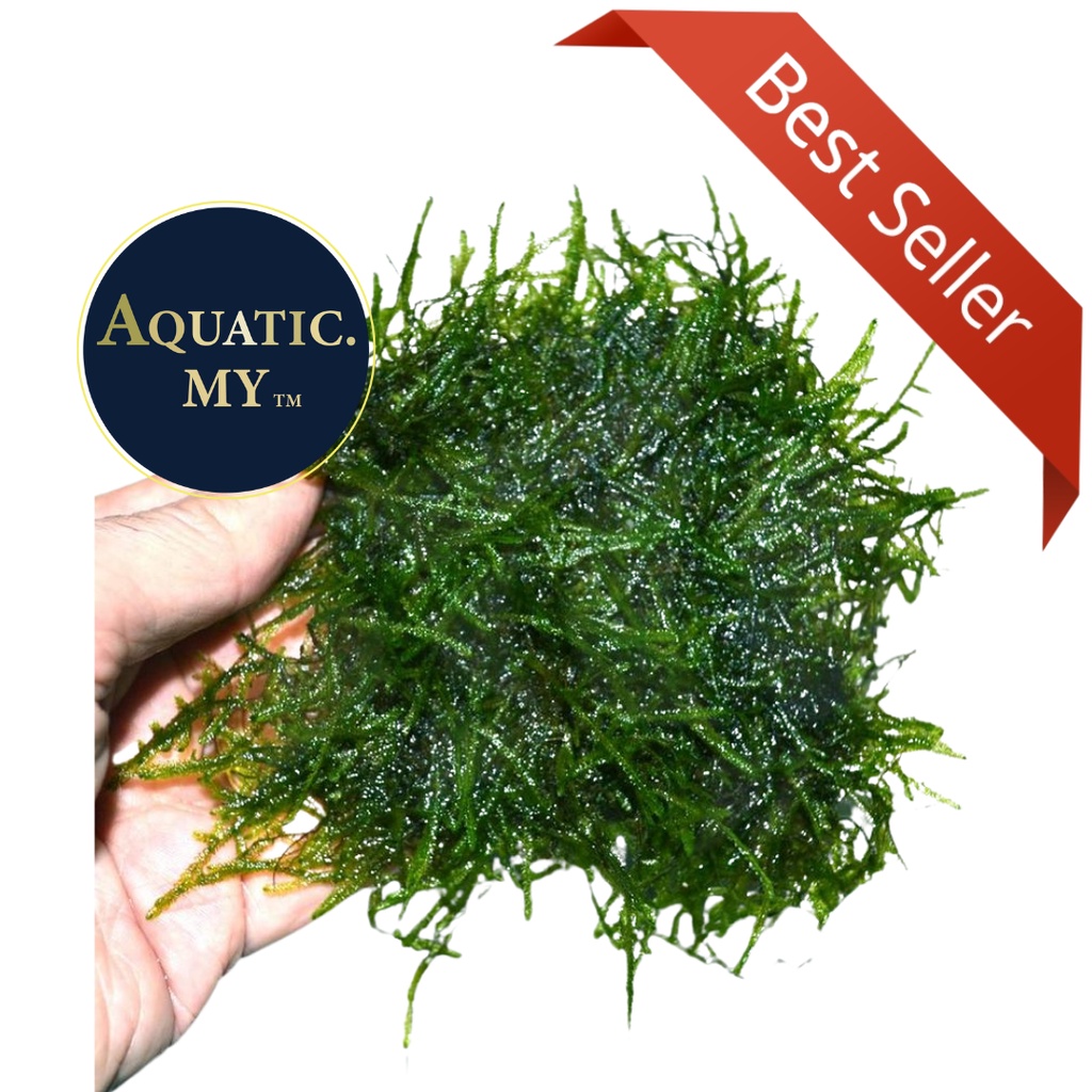 Aquarium Aqua Plants - Vesicularia Dubyana Java Moss (20cm X 28cm ...