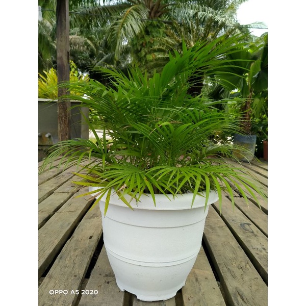 Java Palm (Real Plant) | Shopee Malaysia