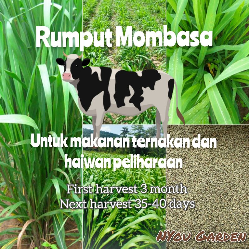 Biji benih Rumput Mombasa 4000 biji. Rumput untuk makanan ternakan dan ...