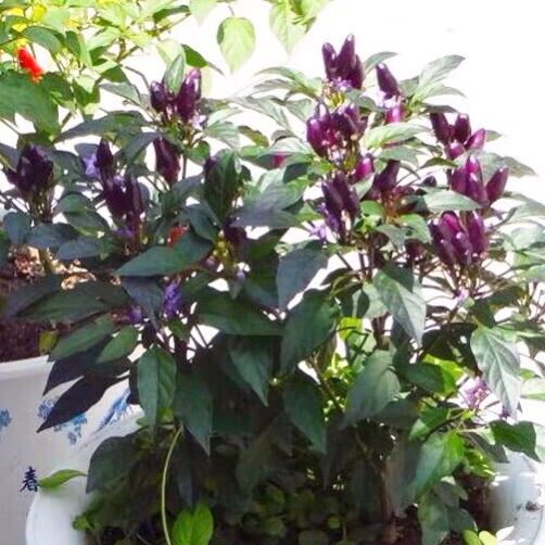 Benih Cili Padi Ungu 20pcs/Purple Chilli/紫晶小辣椒籽 | Shopee Malaysia