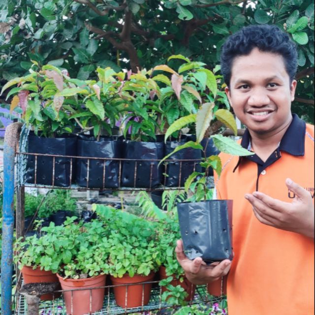 Anak Pokok Rokam ( Flacourtia Rukam ) | Shopee Malaysia