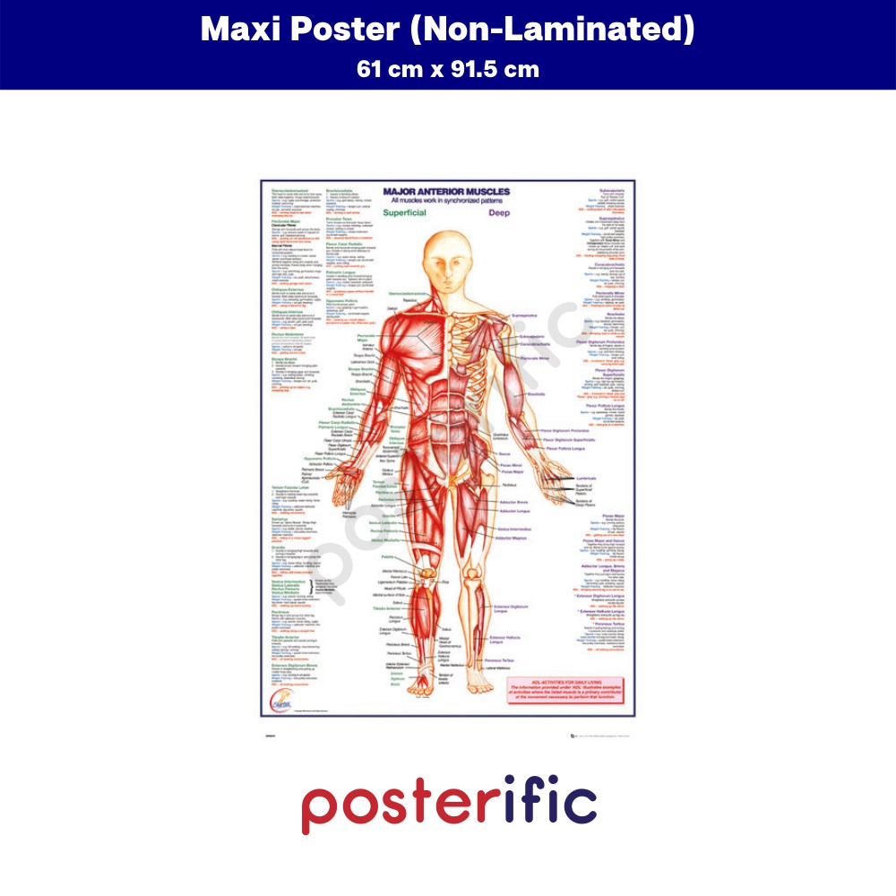 Human Body (Major Anterior Muscles) - Poster (61 cm X 91.5 cm) | Shopee ...