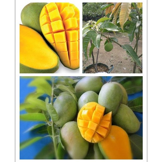 anak pokok mangga chokanan 甜芒果樹苗 cepat berbuah hybrid | Shopee Malaysia