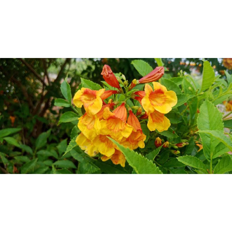 bunga tecoma stans oren | Shopee Malaysia