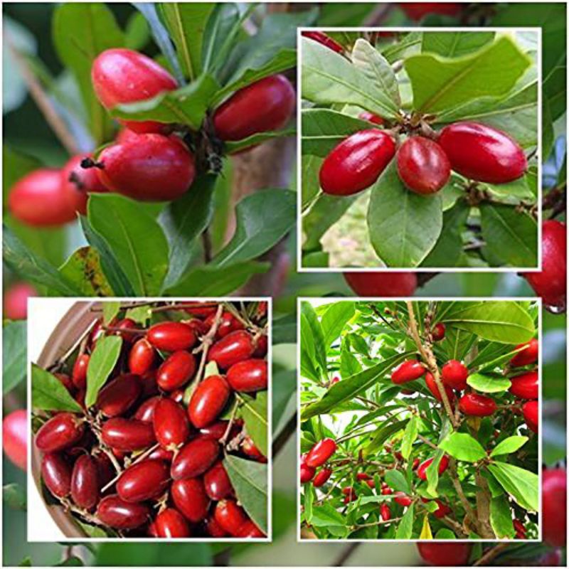 KKB Anak Pokok Ajaib Miracle Berry - pokok seribu dinar | Shopee Malaysia