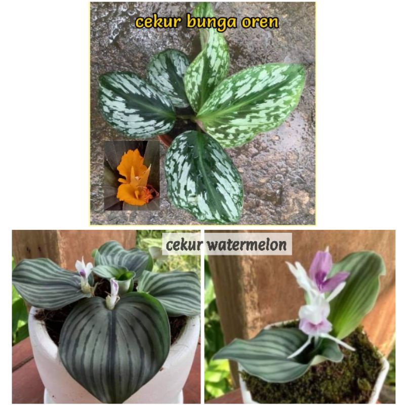Pokok Cekur watermelon jungle gold batik bunga oren daun bulat real ...