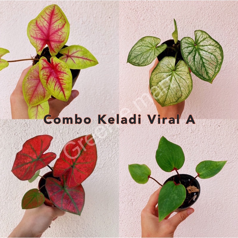 [ Combo Keladi Viral ] Keladi viral murah / caladium thai murah ...