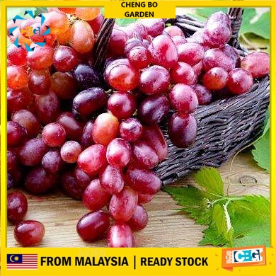 Anak Pokok Anggur Red Shine Muscat Grape Pokok Premium Cepat Berbuah ...