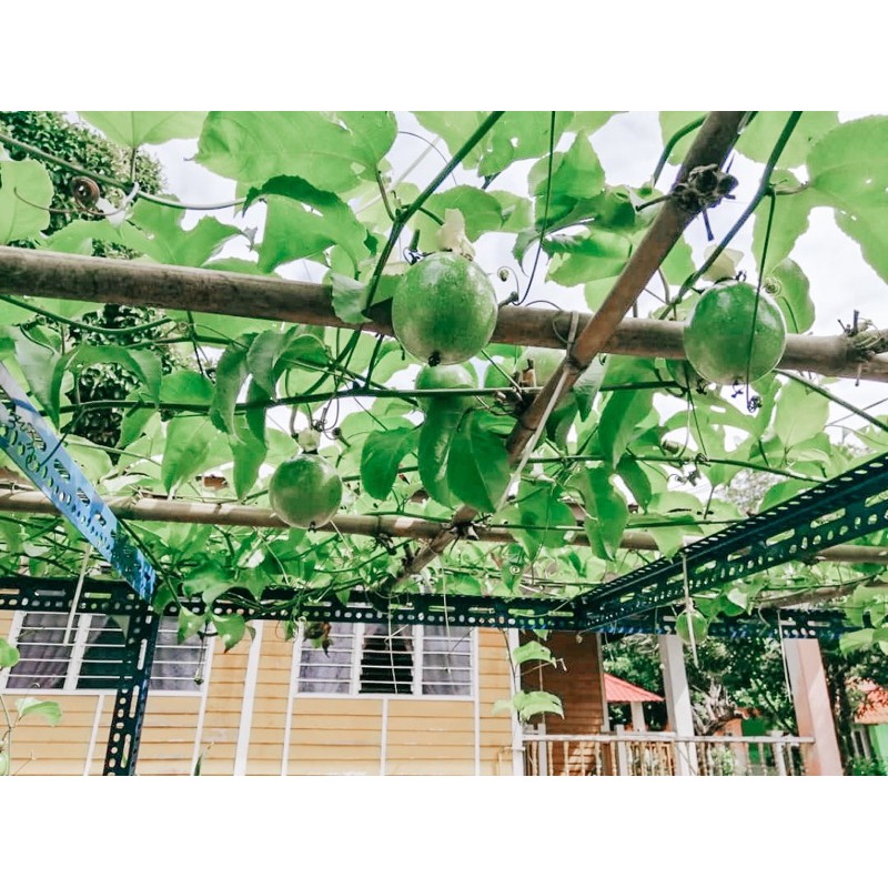 Anak Pokok Markisa Kuning & Merah | Passion Fruit | Shopee Malaysia