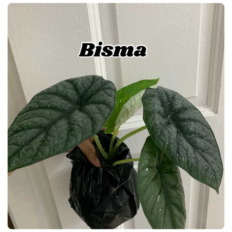 Alocasia Bisma plant | Shopee Malaysia