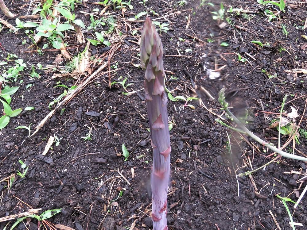 Biji Benih Asparagus Hijau Ungu 25Pcs +- Benih pokok Asparagus Hijau ...