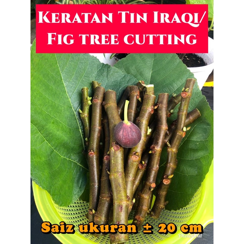 Keratan Pokok Tin Iraqi/ Iraqi Fig Tree Cutting | Shopee Malaysia