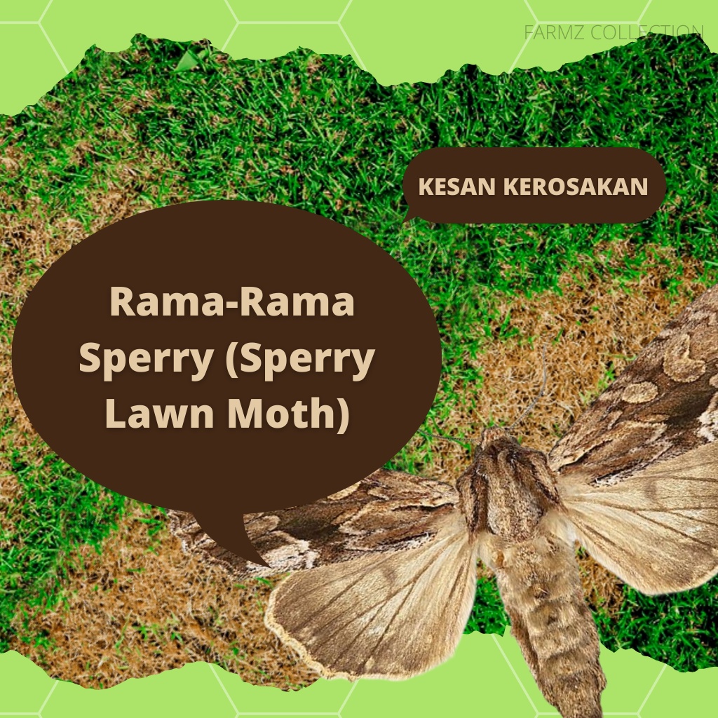 Racun Serangga 𝐑𝐚𝐦𝐚-𝐑𝐚𝐦𝐚 𝐒𝐩𝐞𝐫𝐫𝐲 (Sperry Lawn Moth) berkesan melindungi ...