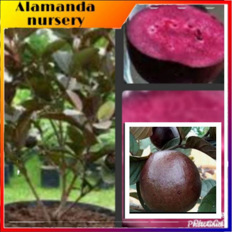 Pokok jambu batu merah pokok kawin | Shopee Malaysia