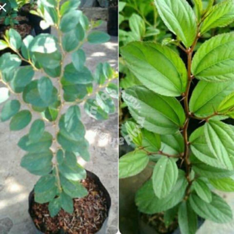 Anak Pokok Bidara Perubatan/Syifa | Shopee Malaysia