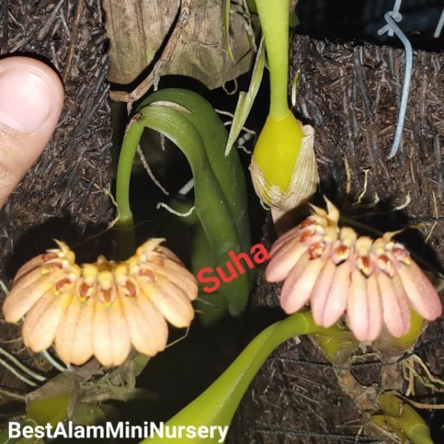 Orkid Bulbophyllum pulchellum sp.. | Shopee Malaysia