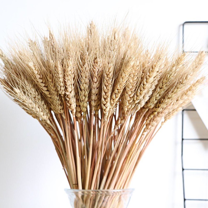 100pc Natural Dried Wheat Flower indoor decor wheat bundle home ...