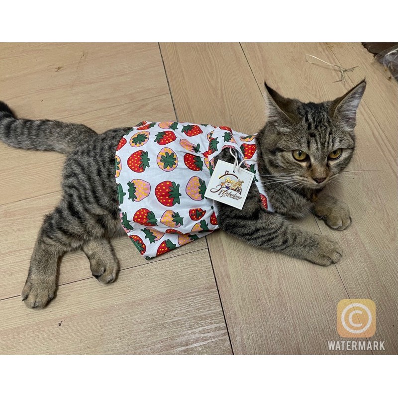 Cat Cloth with leash set/Baju kucing | Shopee Malaysia