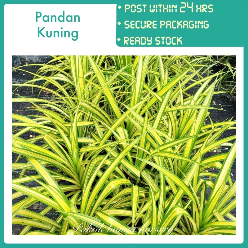 PBN - pandan kuning - pokok bunga nursery pandanus tanaman hiasan ...