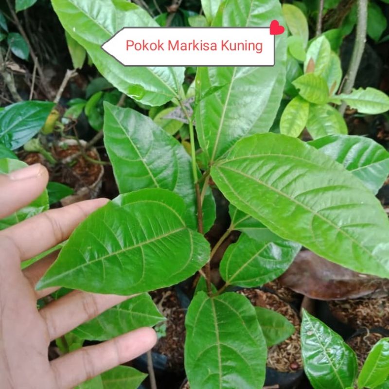 Pokok Markisa Kuning | Shopee Malaysia