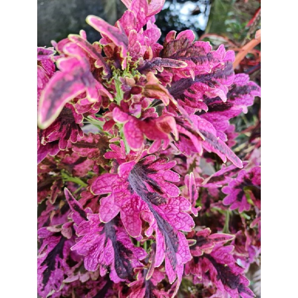 Benih Bunga Ati-Ati/ Atiati/ BUNGA ATI-ATI (Coleus blumei) | Shopee ...