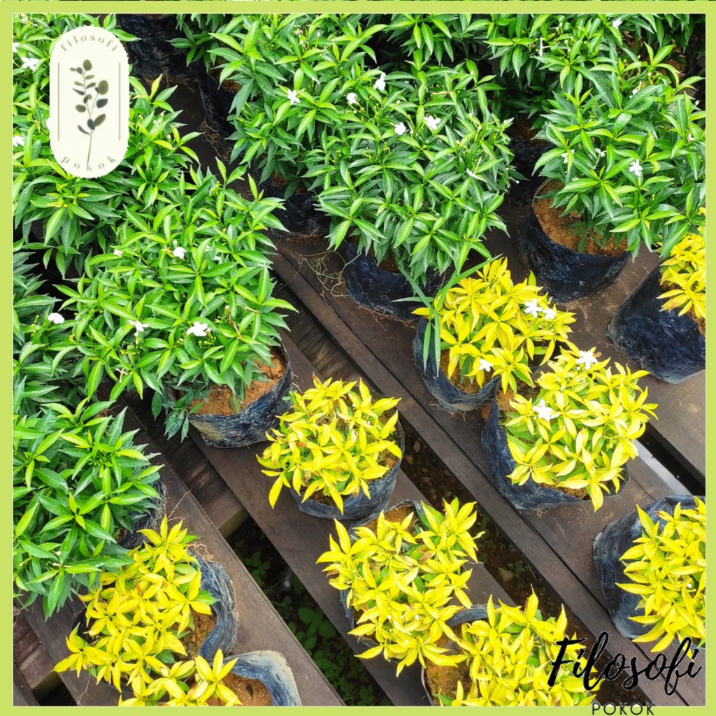 THAI JASMINE ERVATAMIA KUNING PUTIH REAL PLANT READY STOCK | Shopee ...