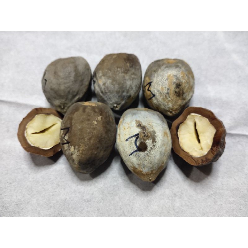Muncang adu Mantili original | Shopee Malaysia