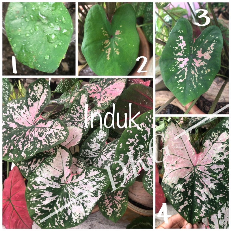CLADIUM FLORIDA ELISE 🍃Pokok Keladi Viral🍃|DKG | Shopee Malaysia