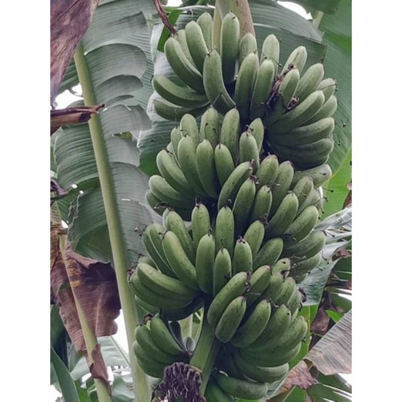 anak benih pokok pisang /nangka/restali/kebatu/kelatlego/nipah/awak ...