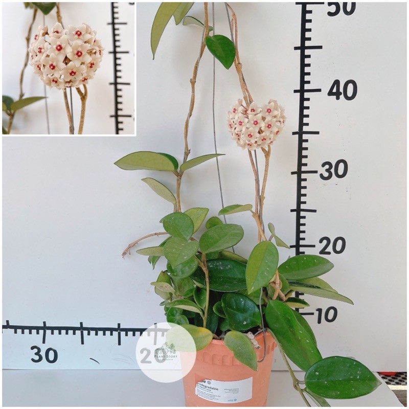 🌱 Hoya🌱 Hoya cembra🌱毬兰🌱 hoya compacto 🌱 Hoya krohniana eskimo 🌱 Hoya ...