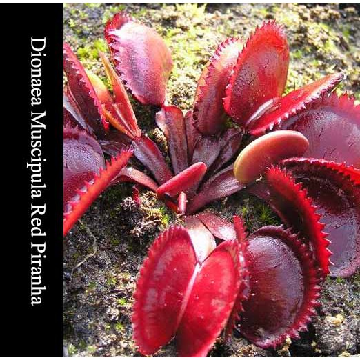 Live Plant Carnivorous Plant Venus Flytrap Dionaea Muscipula Red ...