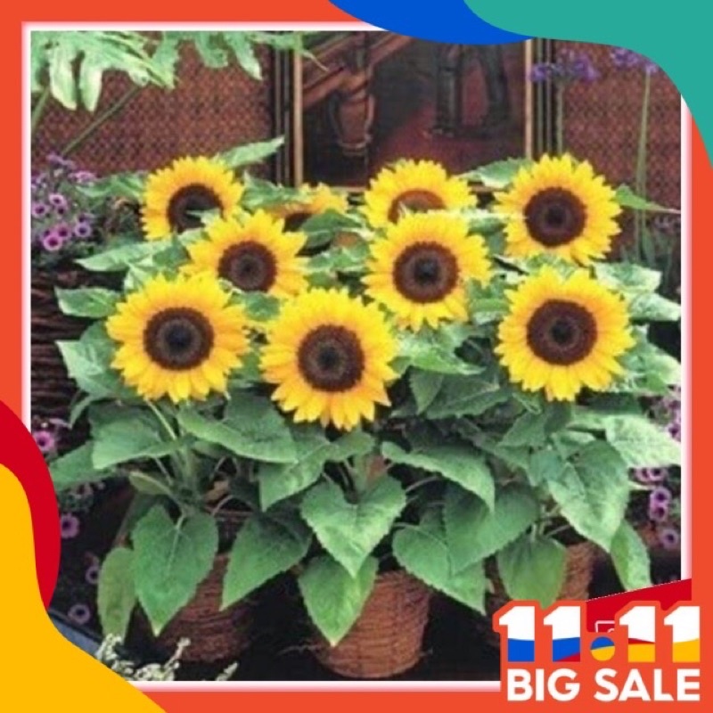 BUNGA MATAHARI RENEK dwarf sun flower plant seeds boleh tanam dalam ...