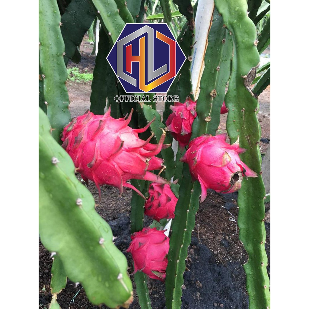 Keratan Merah Benih Anak Pokok Buah Naga / Dragon Fruits Plant(Red) / 红龙果枝條 | Shopee Malaysia