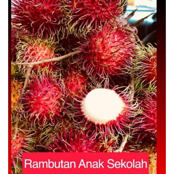 Rambutan anak sekolah 1kg / Rambutan murah / Rambutan Kampung | Shopee ...