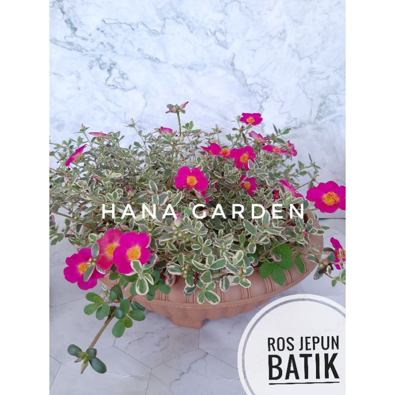 🌸 Ros Jepun Batik Portulaca Hana Misteria 🌸 | Shopee Malaysia