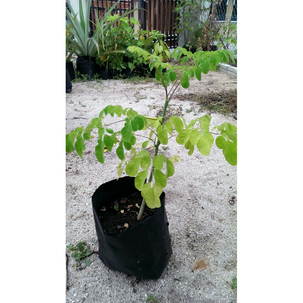 MKT - Anak Pokok Moringa (Live Moringa Plant) | Shopee Malaysia