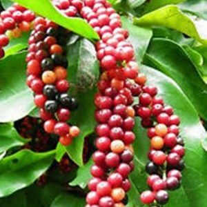 Anak Pokok Lada Hitam Hybrid/Pokok Lada Hitam | Shopee Malaysia