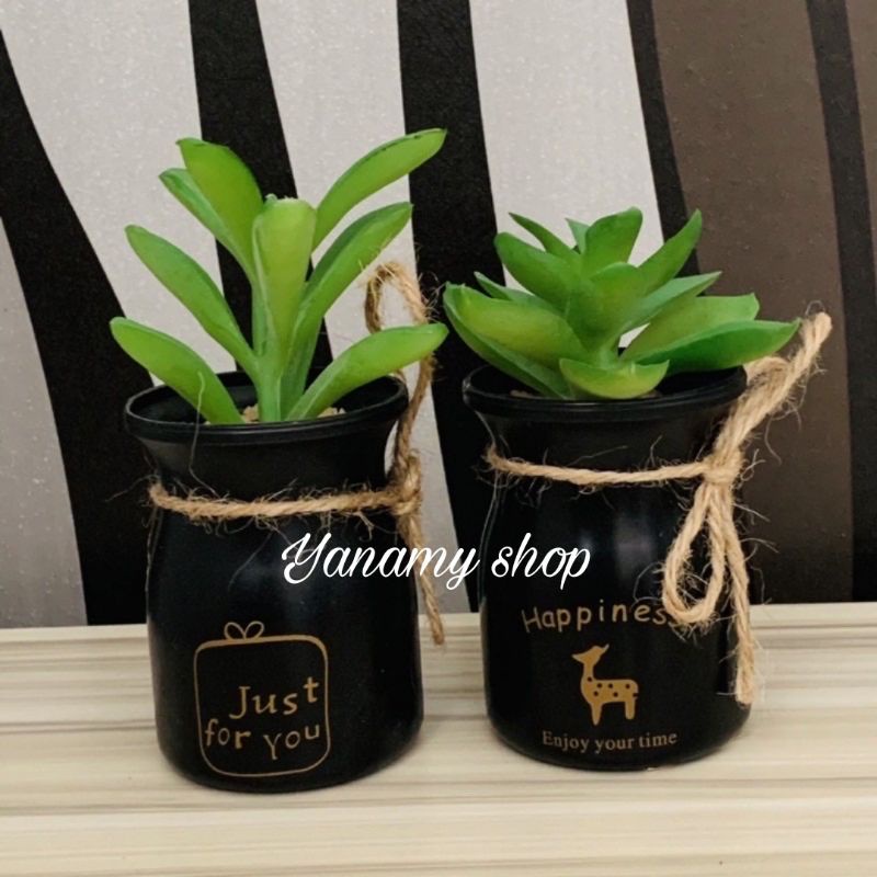🔥BEST SELLER‼️BEAUTIFUL CACTUS/CACTUS HIASAN DALAM PASU🔥 | Shopee Malaysia