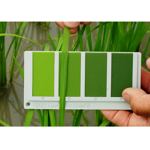 NITROGEN PARAMETER LEAF COLOR CHART (LCC) - 4 PANELS FOR RICE | Shopee ...